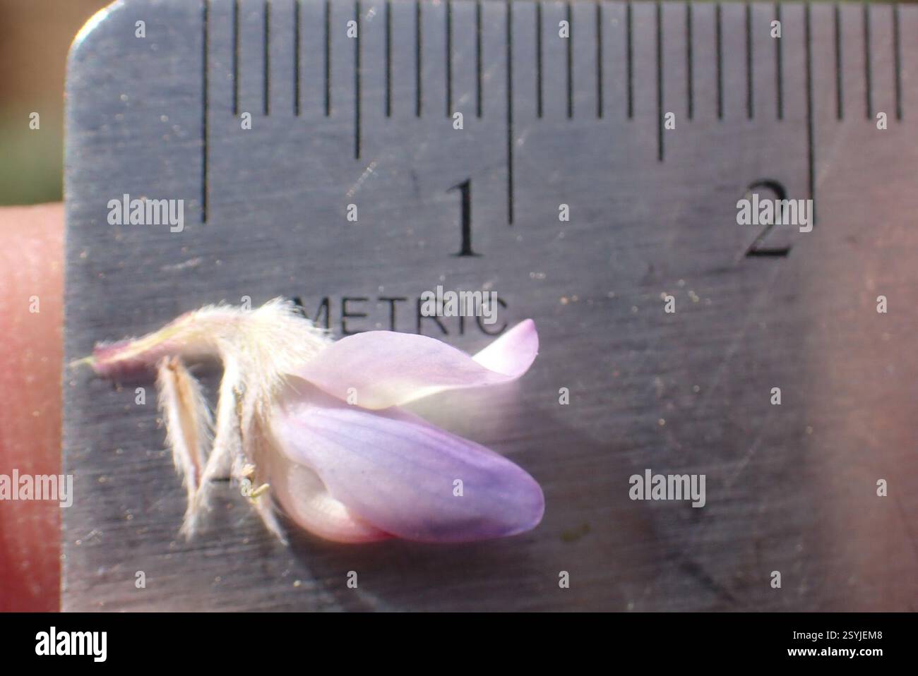 20 6 30 7 cm hi-res stock photography and images - Alamy