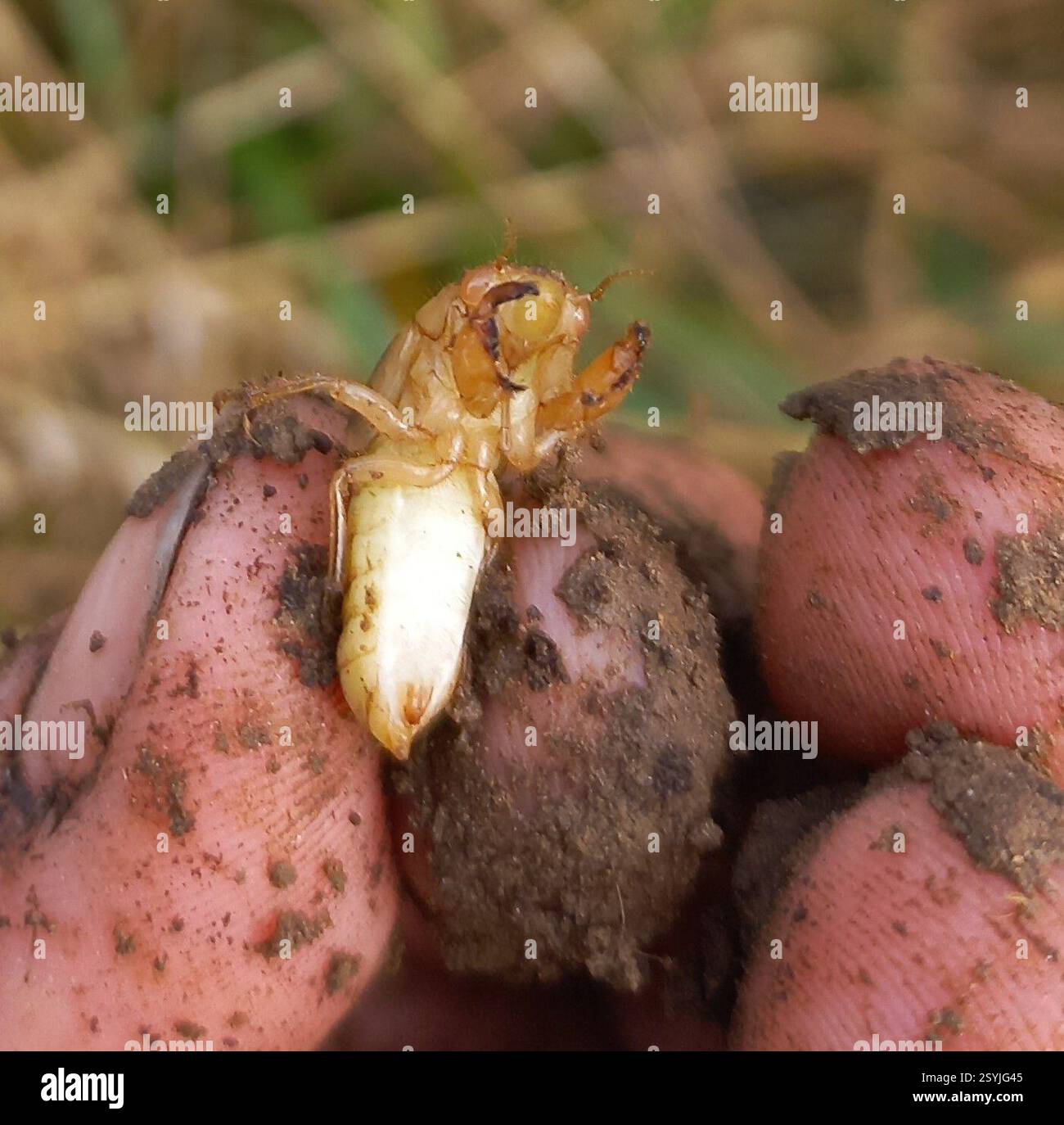 True Largeclasper Cicadas (Cicadettini), Insecta, Waitati, New Zealand ...