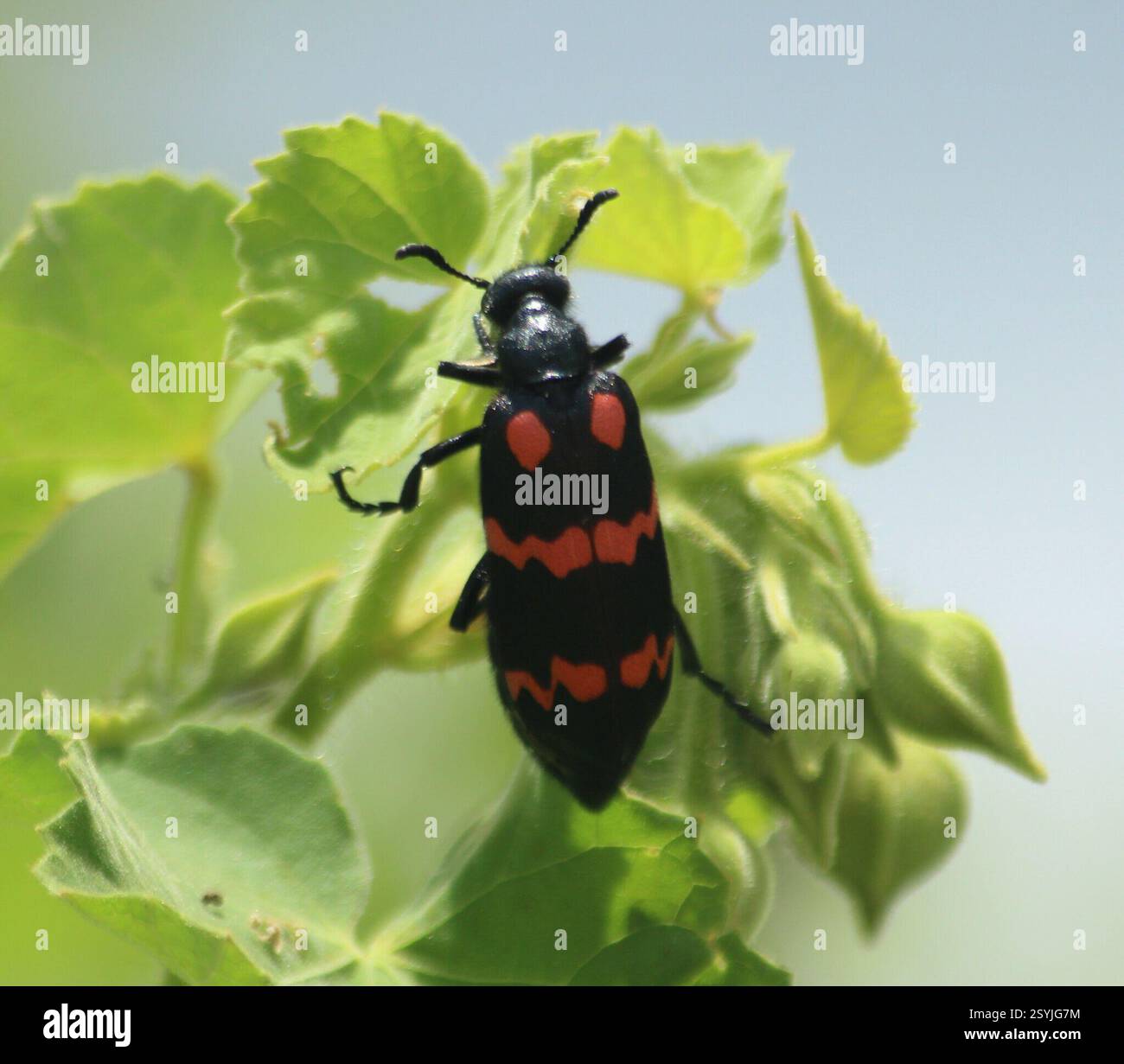 (Hycleus biundulatus), Insecta, Kengeri Satellite Town, Bengaluru ...