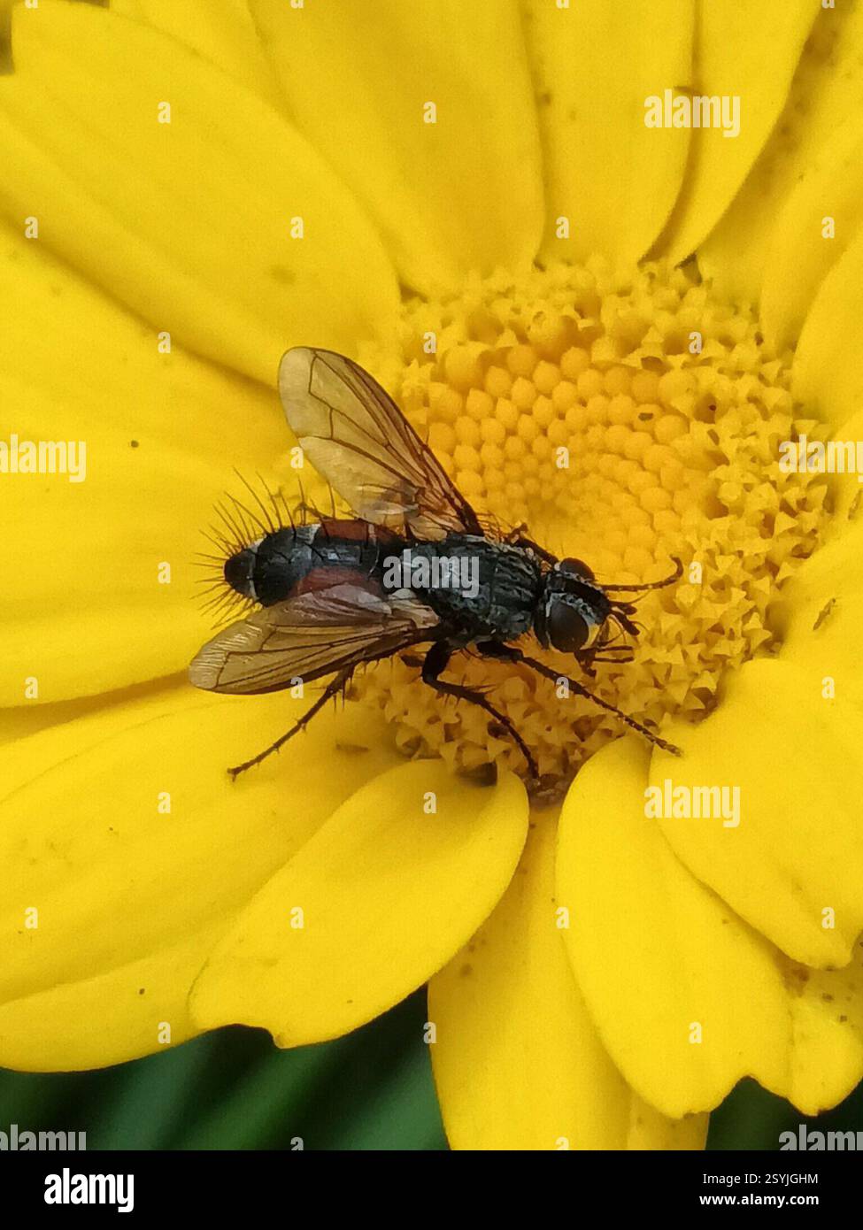 Red Spotted Parasite Fly (Eriothrix rufomaculata), Insecta, Birmingham ...