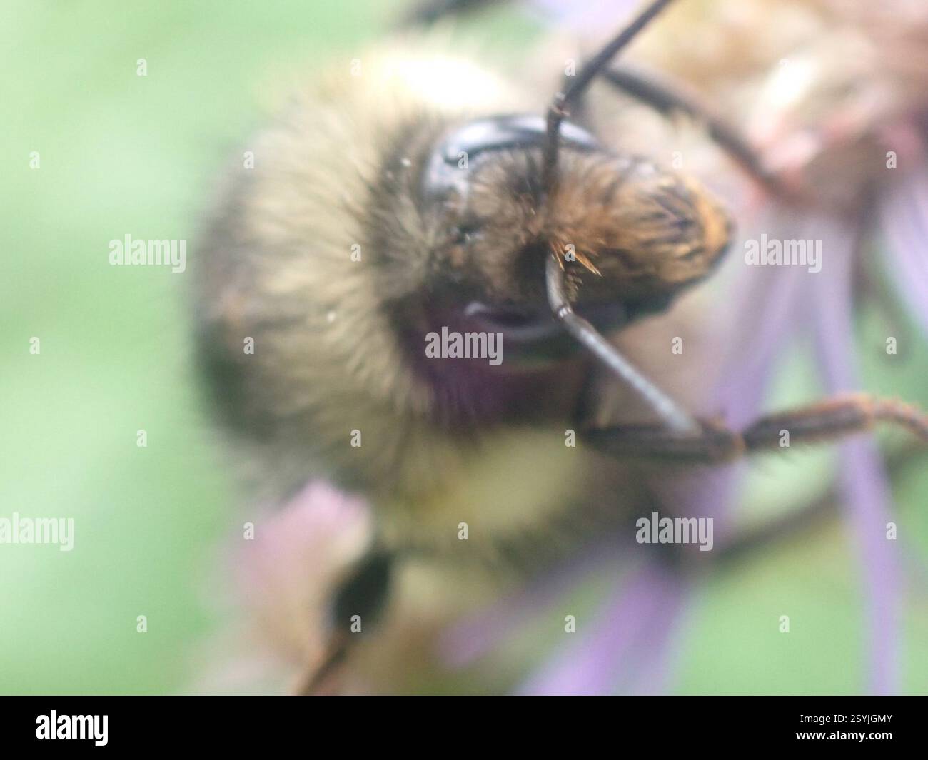 Sitka Bumble Bee (Bombus sitkensis), Insecta, Fraser-Fort George, BC ...