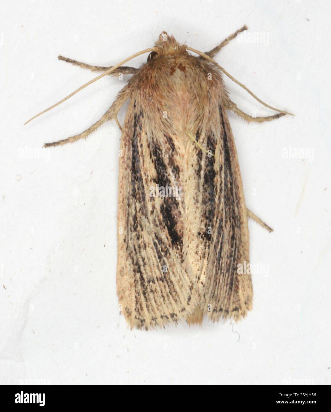 Tufted Sedge Moth (Hypocoena inquinata), Insecta, Thunder Bay, ON ...
