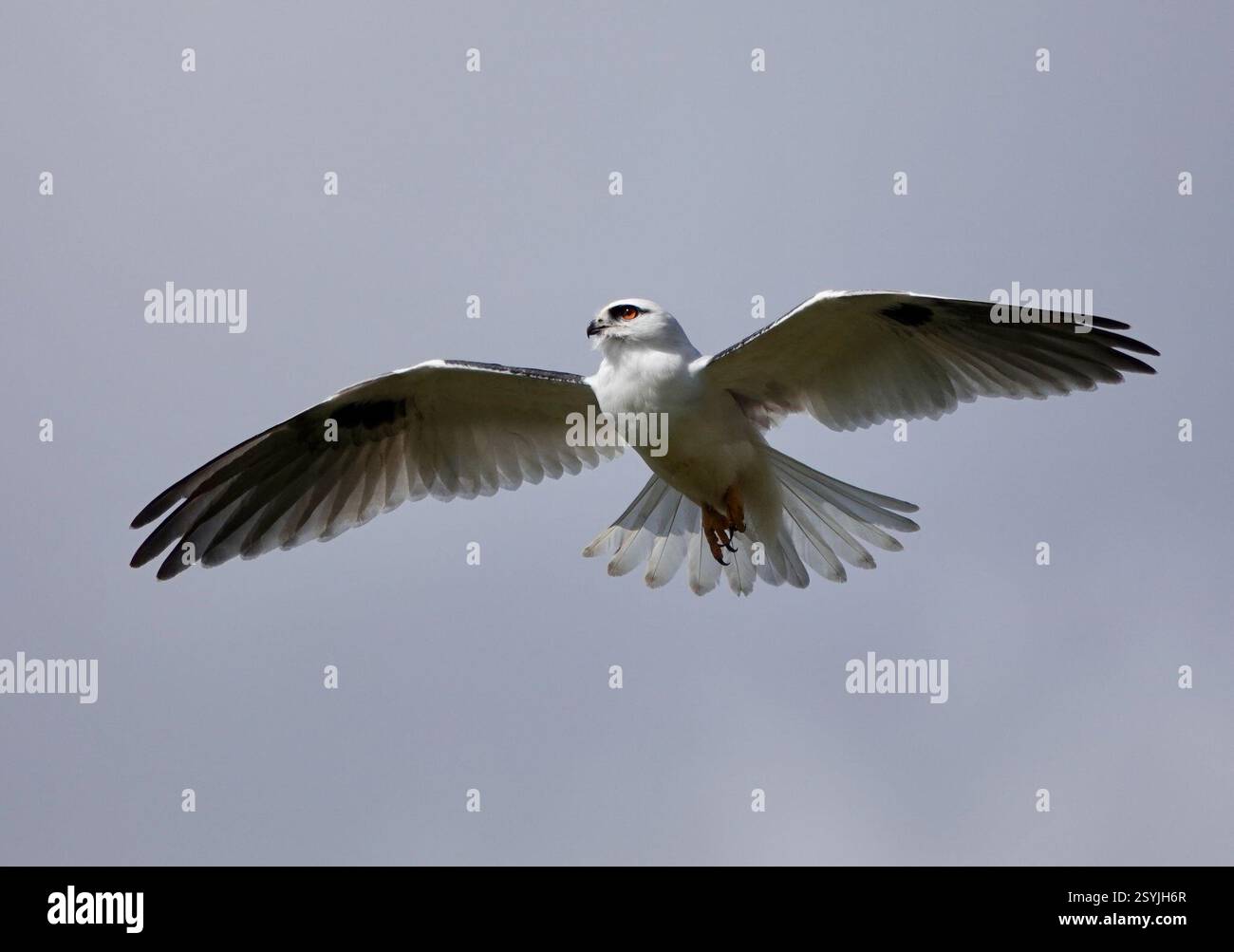 Black-shouldered Kite (Elanus axillaris), Aves, Princess Freeway ...