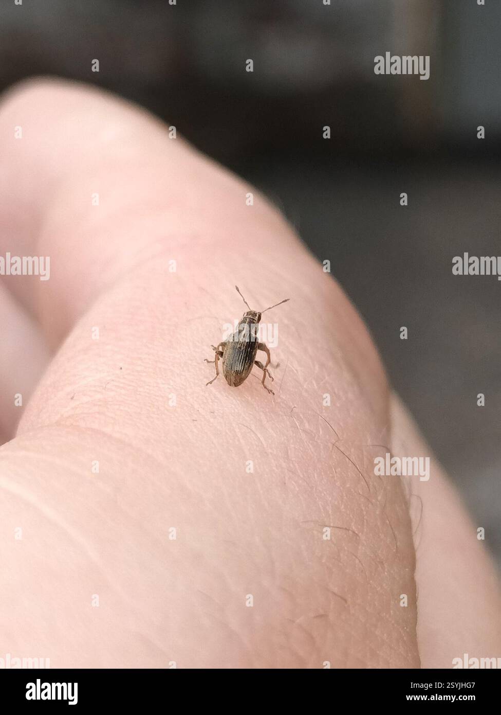 Clover Weevil (Sitona hispidulus), Insecta, Lye, Stourbridge, UK Stock ...