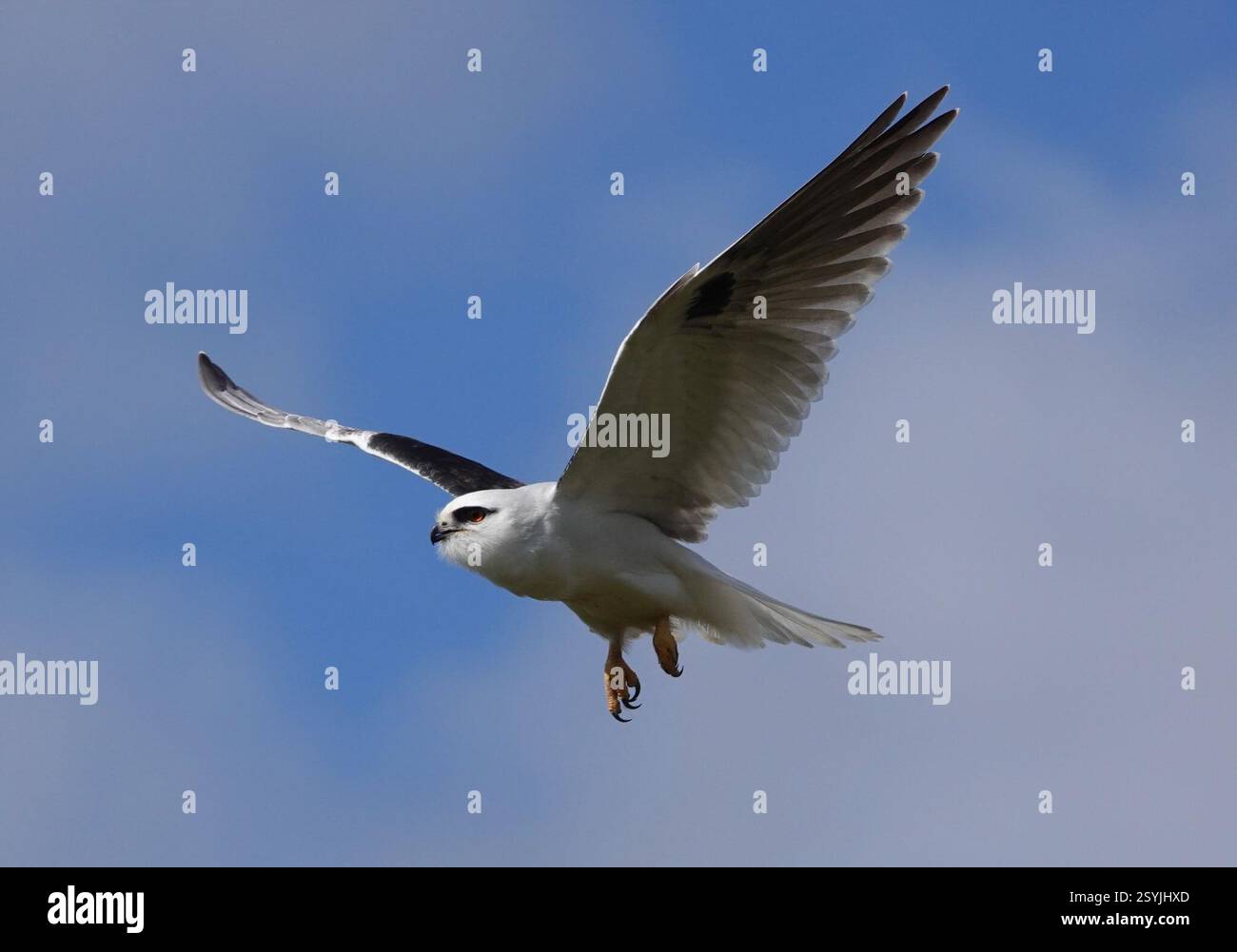 Black-shouldered Kite (Elanus axillaris), Aves, Princess Freeway ...