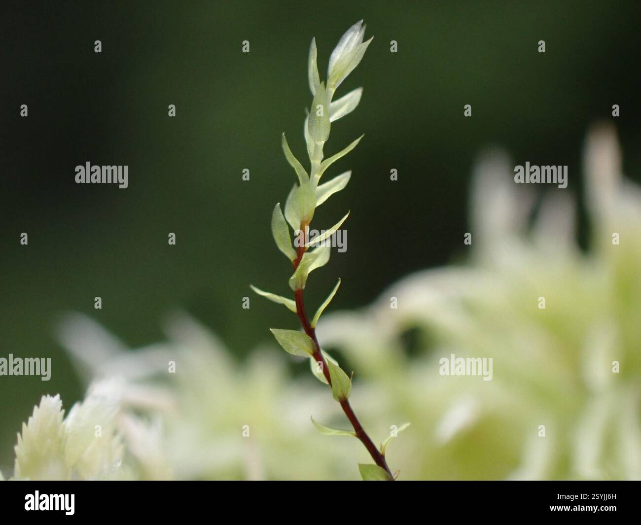 Sphag hi-res stock photography and images - Alamy