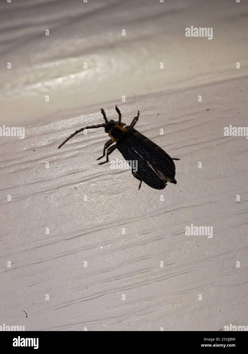 Net-winged Beetles (Lycidae), Insecta, Macdonald, Meredith and Aberdeen ...
