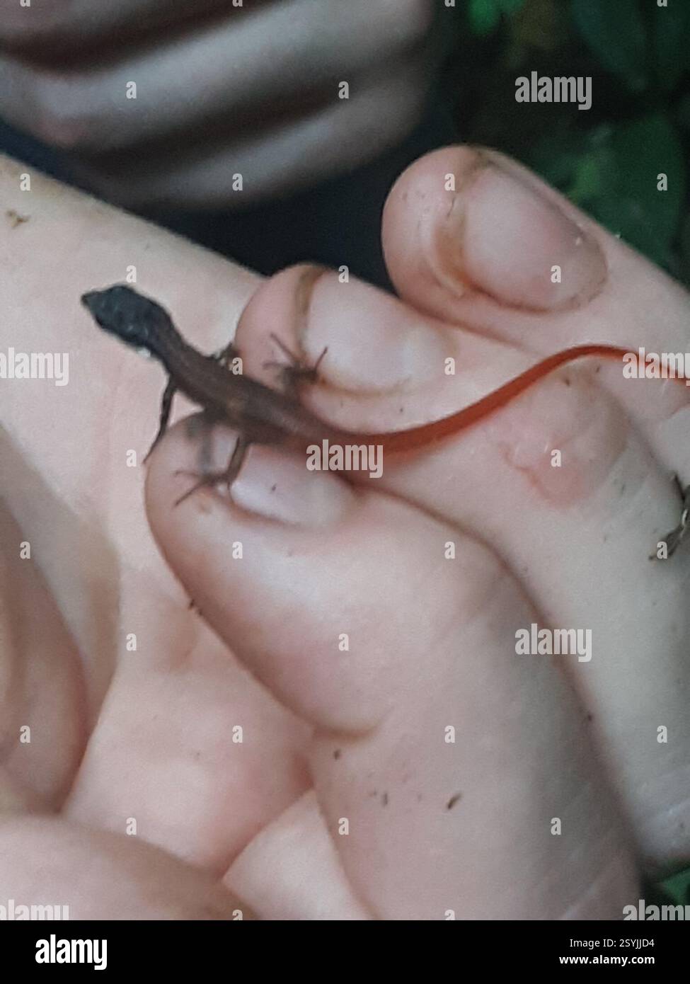 Elegant Eyed Lizard (Cercosaura argulus), Reptilia, Maynas Province ...