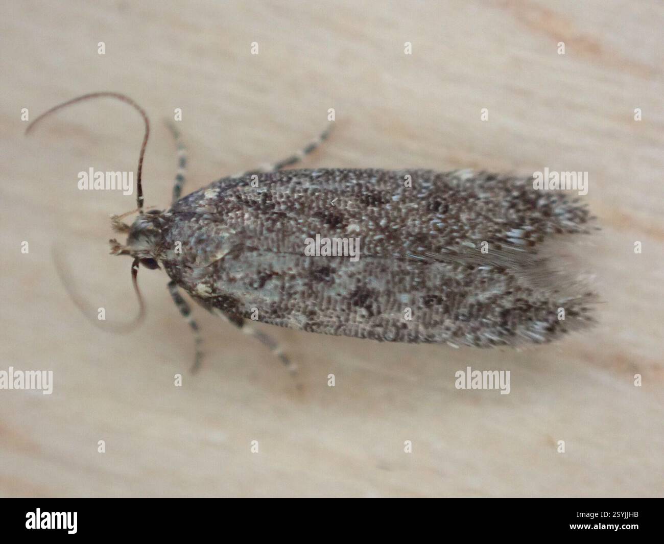 Dark Groundling (Bryotropha affinis), Insecta, 8 Millcroft Road ...