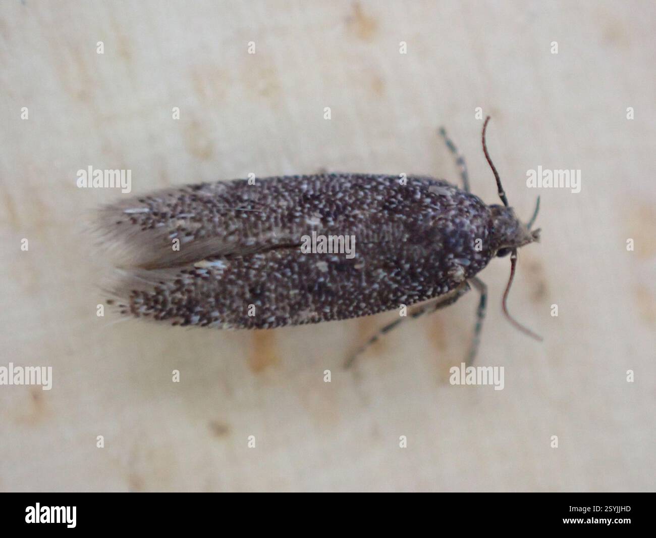 Dark Groundling (Bryotropha affinis), Insecta, 8 Millcroft Road ...
