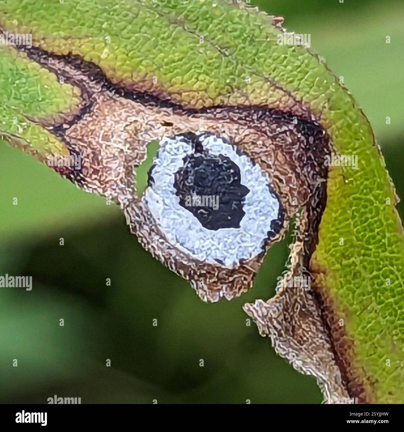 Asteromyia Gall Midge Fungus (Botryosphaeria dothidea), Fungi, Ithaca ...