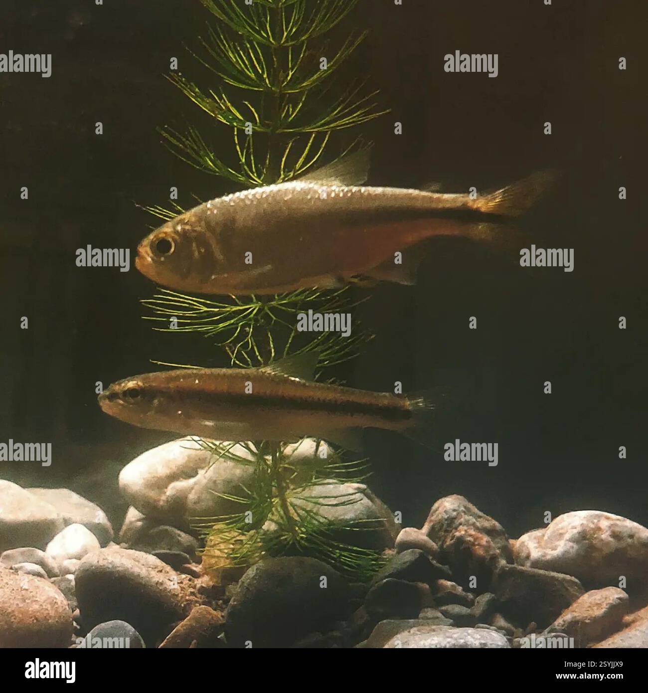 Texan Tetra (Astyanax argentatus), Actinopterygii, FQ2C+R3 El Chapul ...