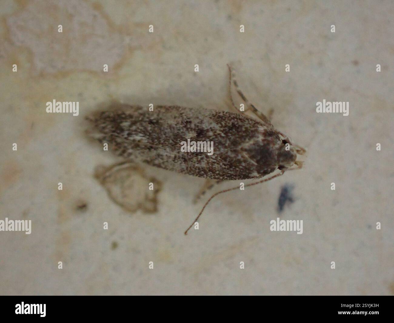 Dark Groundling (Bryotropha affinis), Insecta, 8 Millcroft Road ...