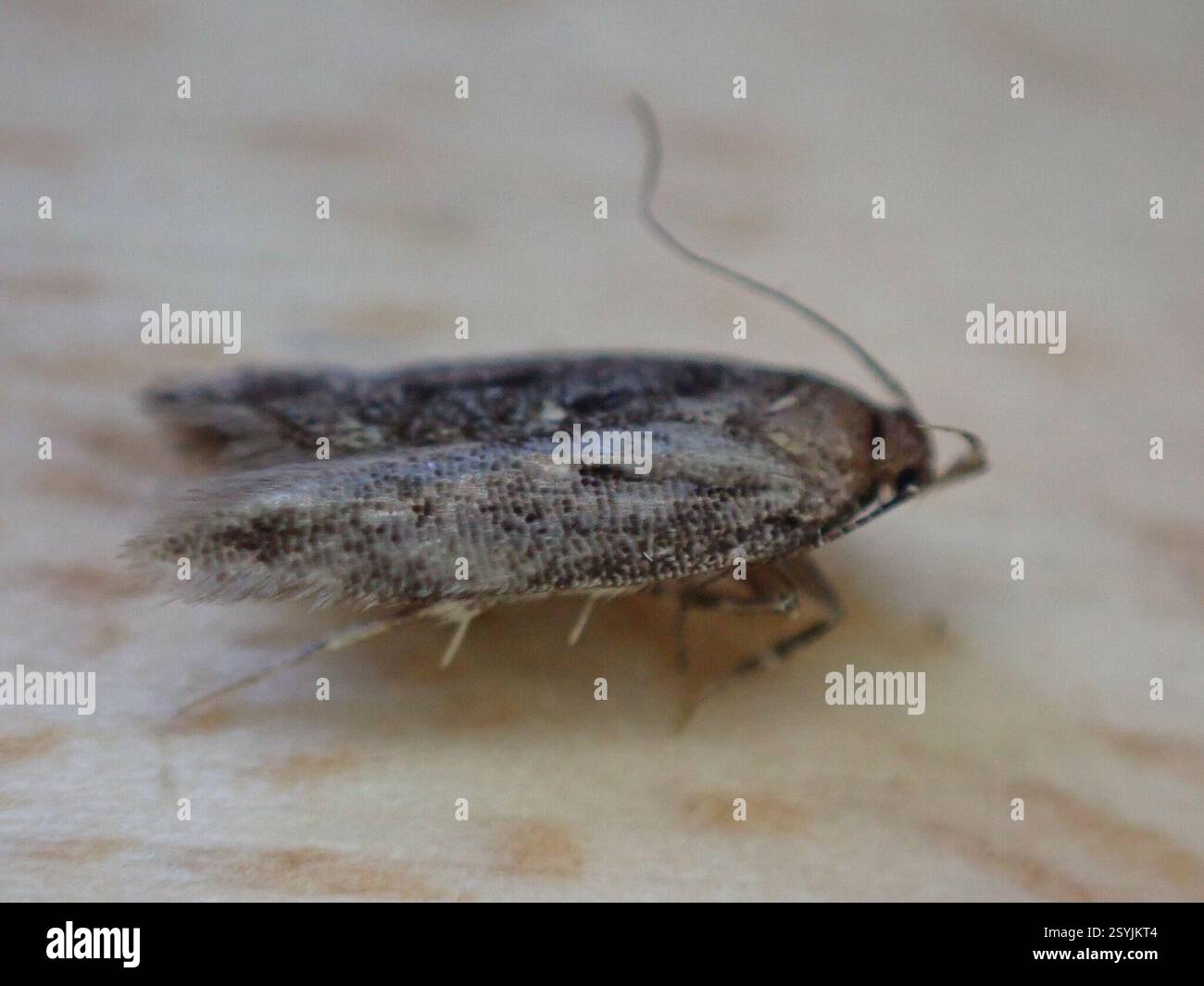 Dark Groundling (Bryotropha affinis), Insecta, 8 Millcroft Road ...