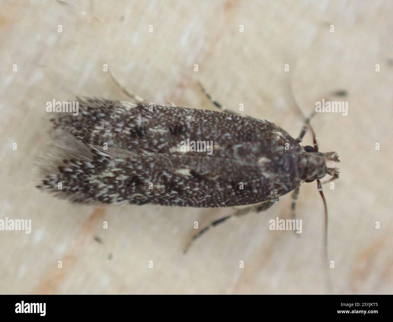 Dark Groundling (Bryotropha affinis), Insecta, 8 Millcroft Road ...