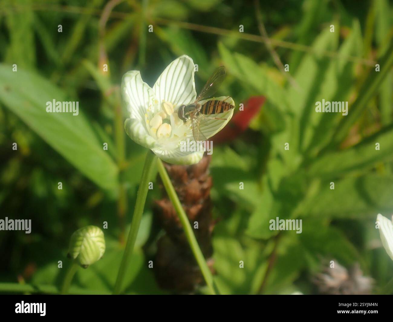 Maize Calligrapher (Toxomerus politus), Insecta, Williamstown, MA 01267 ...