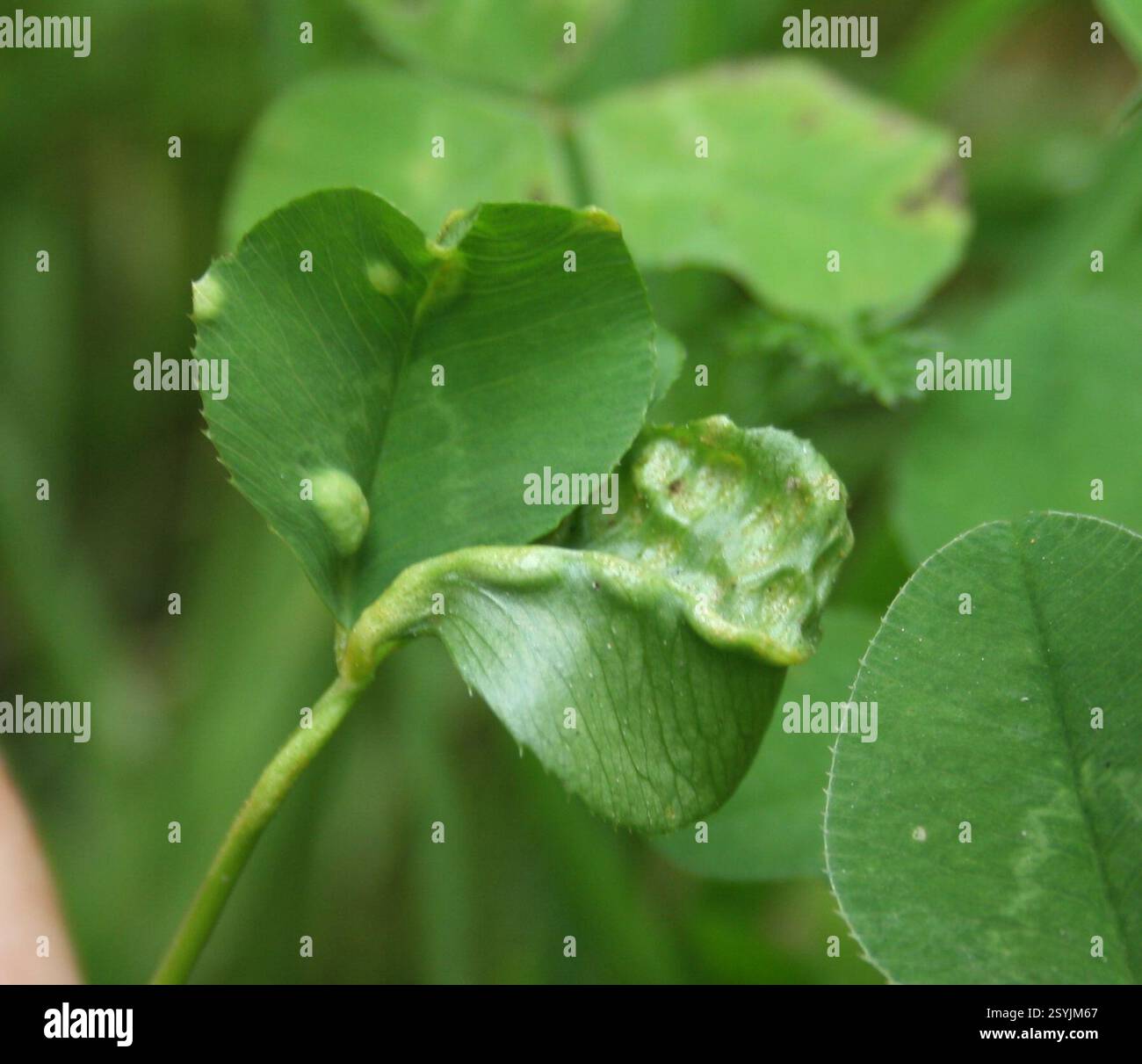 clover leaf midge (Dasineura trifolii), Insecta, Powiat wejherowski ...