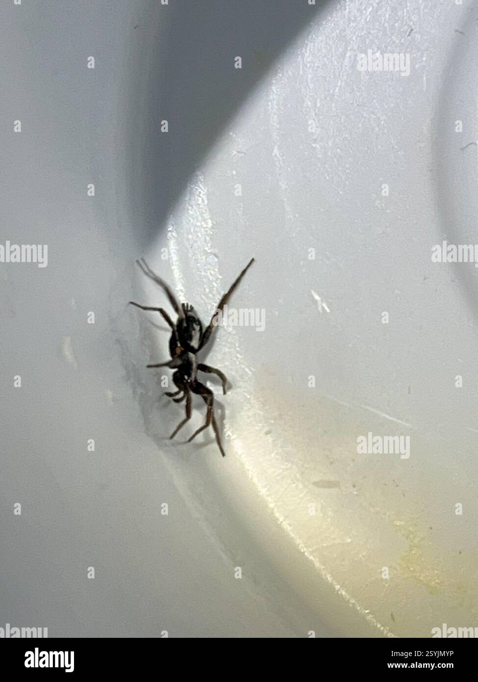 Eastern Parson Spider (Herpyllus ecclesiasticus), Arachnida, Darby Hill Rd, Westminster, VT, US ...