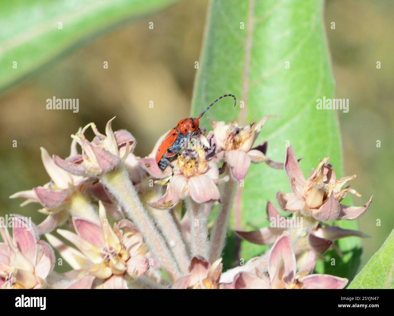Red-femured Milkweed Borer (Tetraopes femoratus), Insecta, Okanagan ...