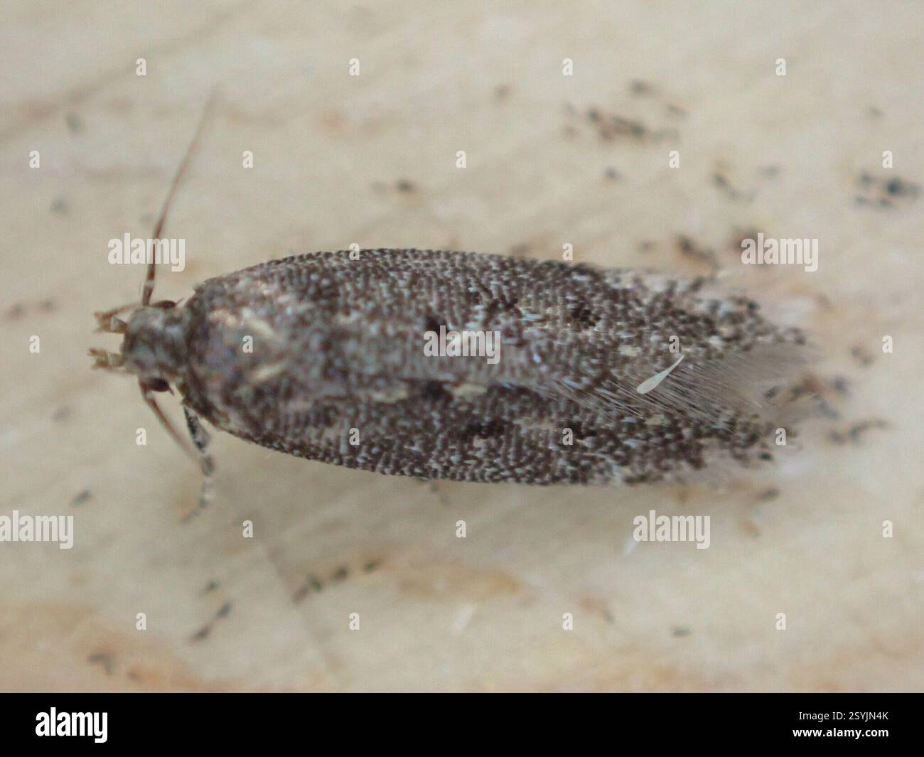 Dark Groundling (Bryotropha affinis), Insecta, 8 Millcroft Road ...