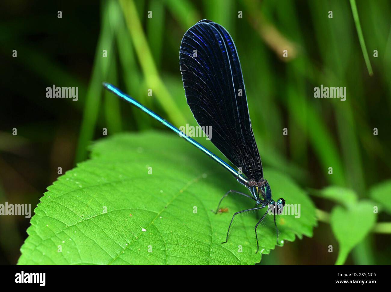 (Matrona basilaris), Insecta, 中国江西省上饶市婺源县 Stock Photo - Alamy