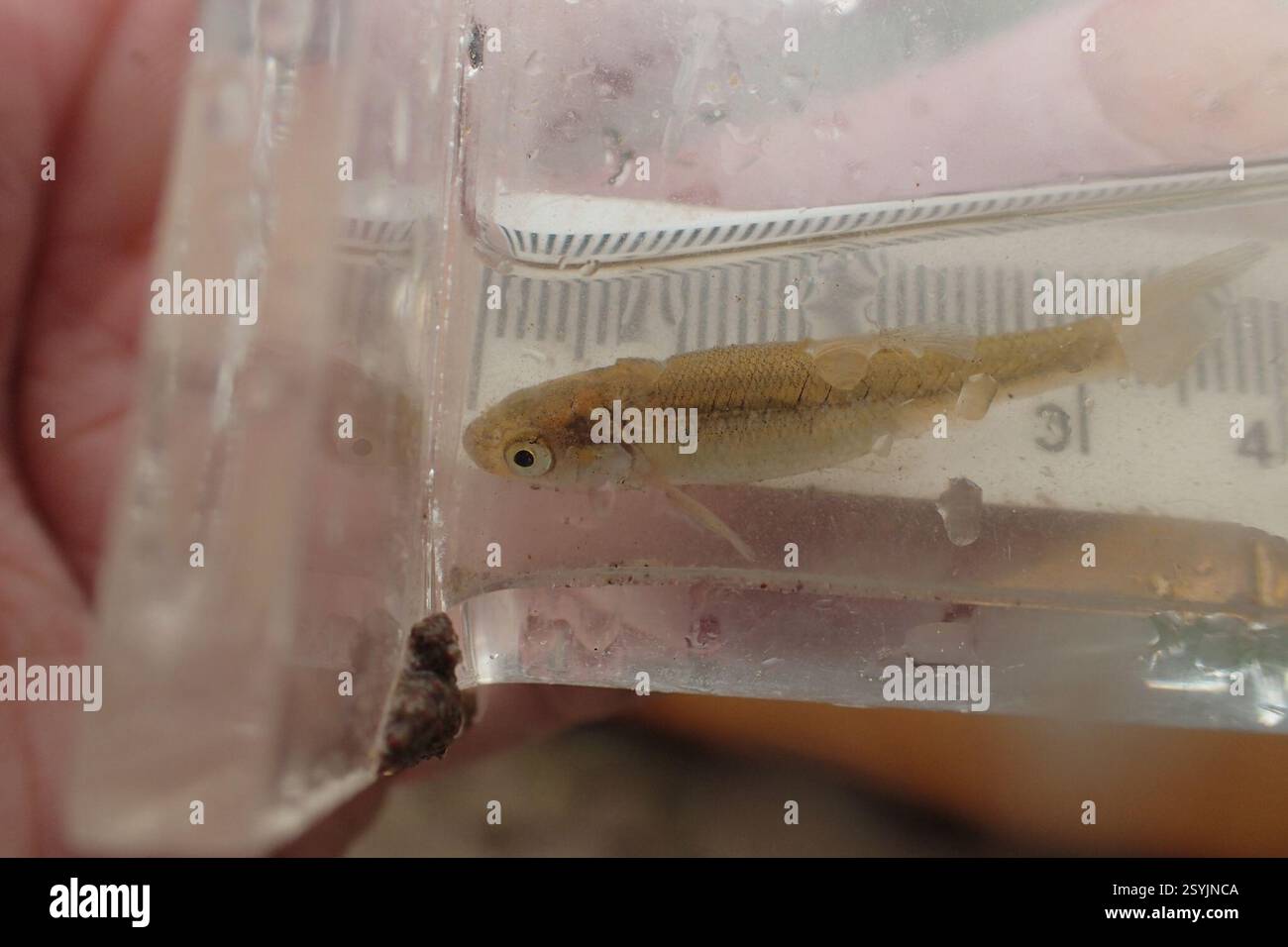 Fathead Minnow (Pimephales promelas), Actinopterygii, Thunder Bay ...