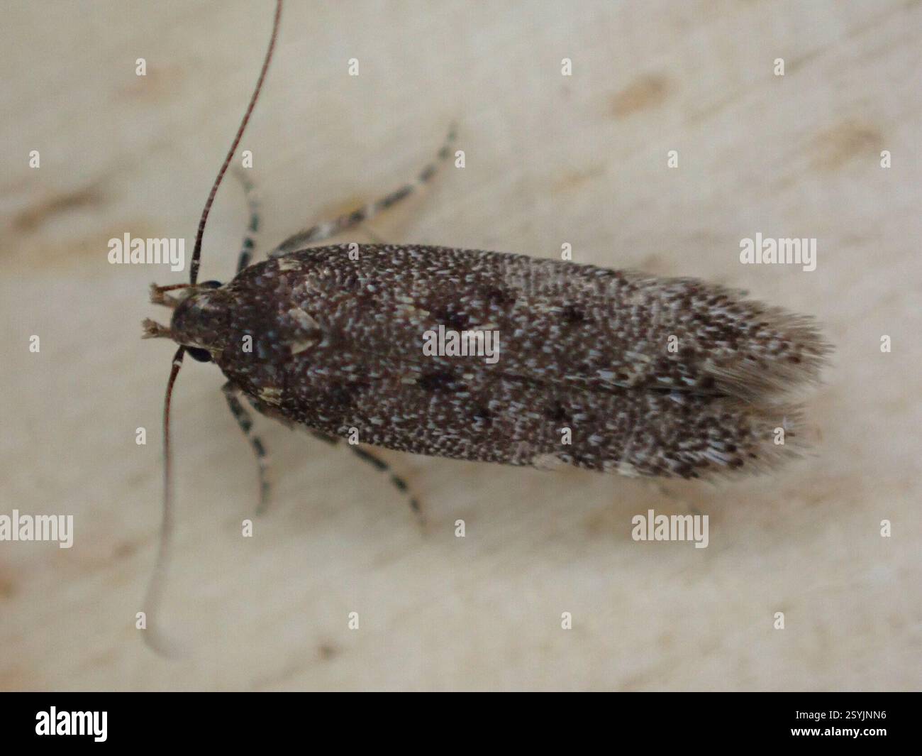 Dark Groundling (Bryotropha affinis), Insecta, 8 Millcroft Road ...
