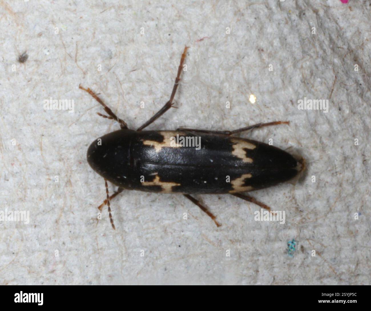 (Dircaea liturata), Insecta, Thunder Bay, ON, Canada Stock Photo - Alamy