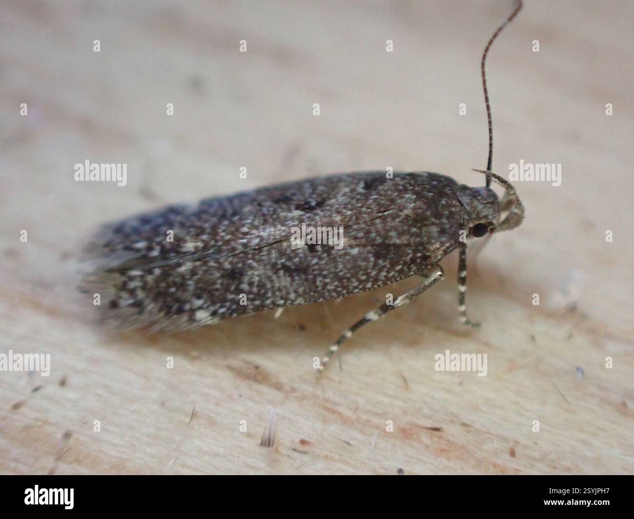 Dark Groundling (Bryotropha affinis), Insecta, 8 Millcroft Road ...