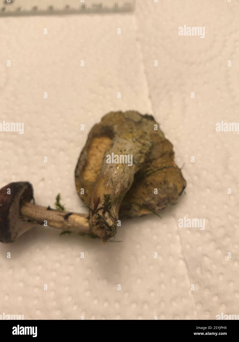 (Sepedonium ampullosporum), Fungi, Church Ave, Saanich, BC, CA, see ...