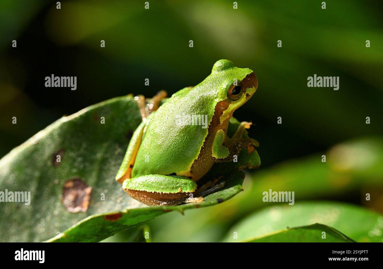Common Chinese Tree Frog (Hyla chinensis), Amphibia, 中国江西省上饶市婺源县 Stock ...