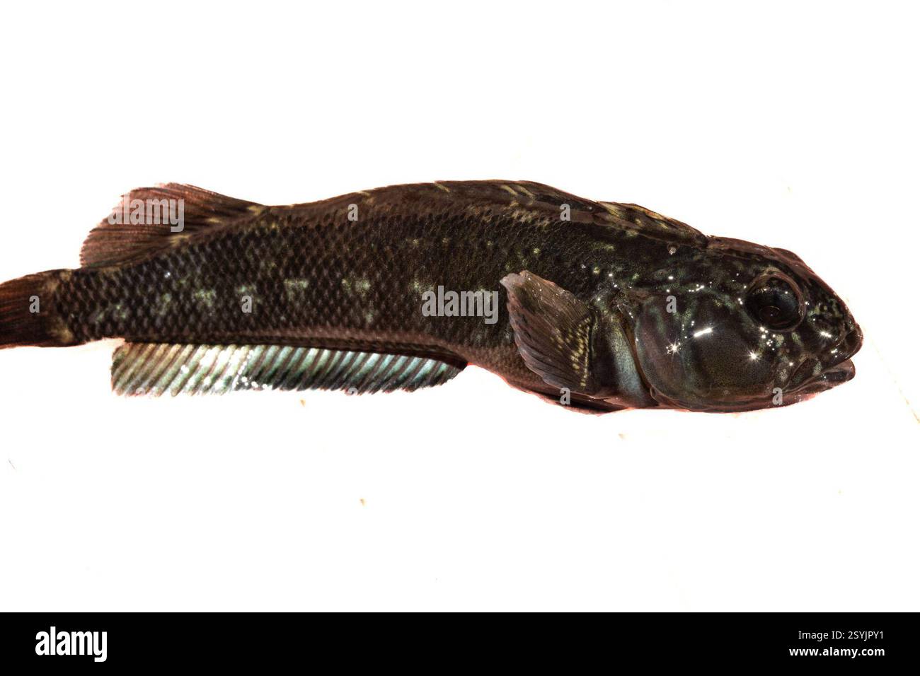 Robust Triplefin (Forsterygion gymnotum), Actinopterygii, Karitane 9471 ...
