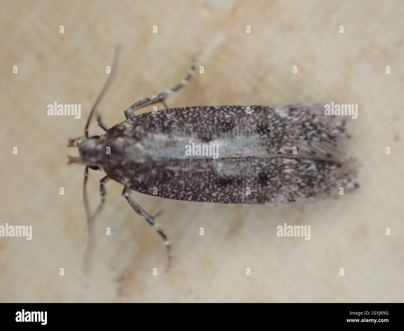 Dark Groundling (Bryotropha affinis), Insecta, 8 Millcroft Road ...