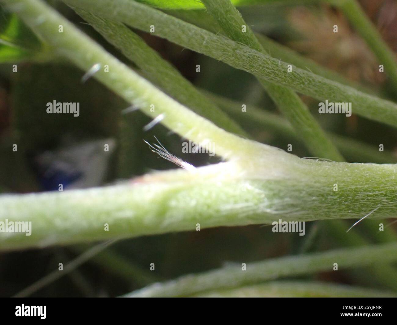 Clustered Lupine (Lupinus lepidus confertus), Plantae, Washoe Meadows ...
