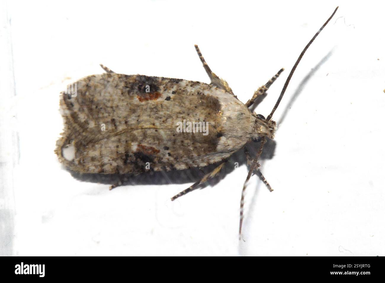 Poison hemlock moth (Agonopterix alstroemeriana), Insecta, Hillgrove ...