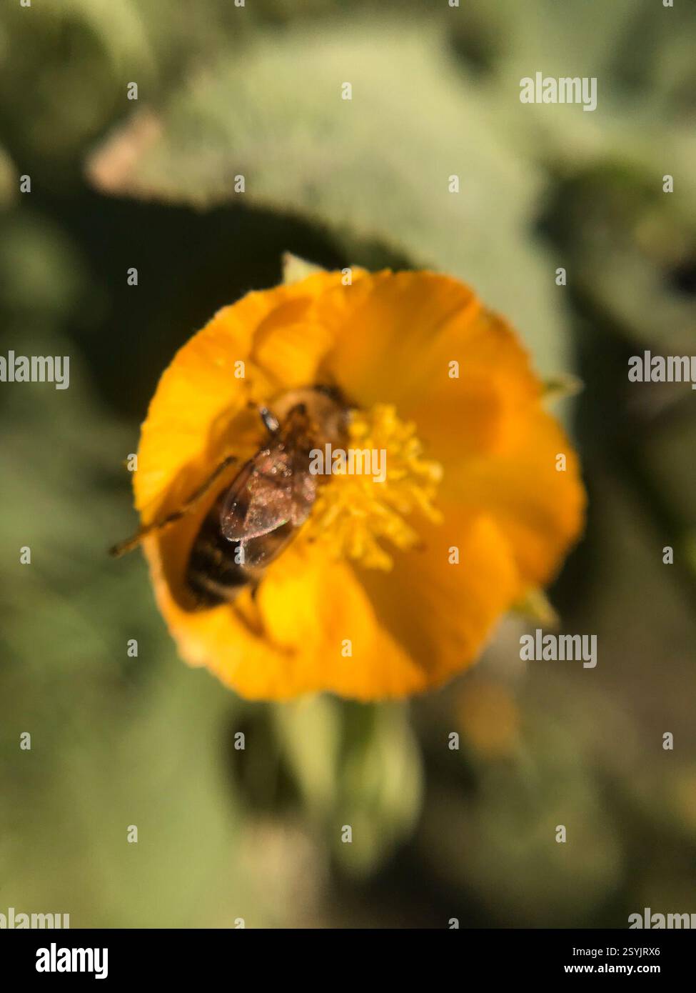 Western Honey Bee (Apis mellifera), Insecta, Santa Fe de la Vera Cruz ...