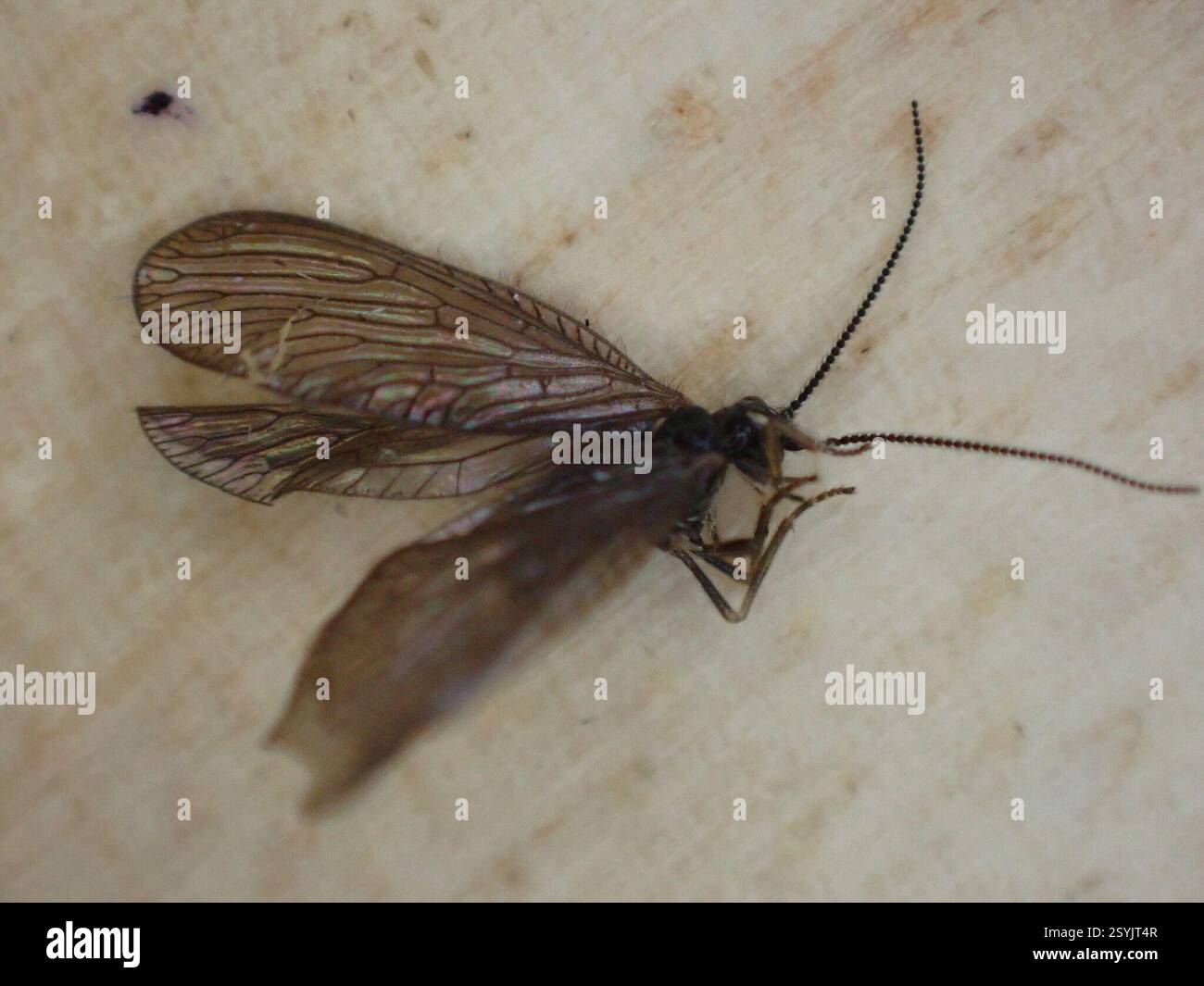 Black Spongillafly (Sisyra nigra), Insecta, 8 Millcroft Road, Woolton ...