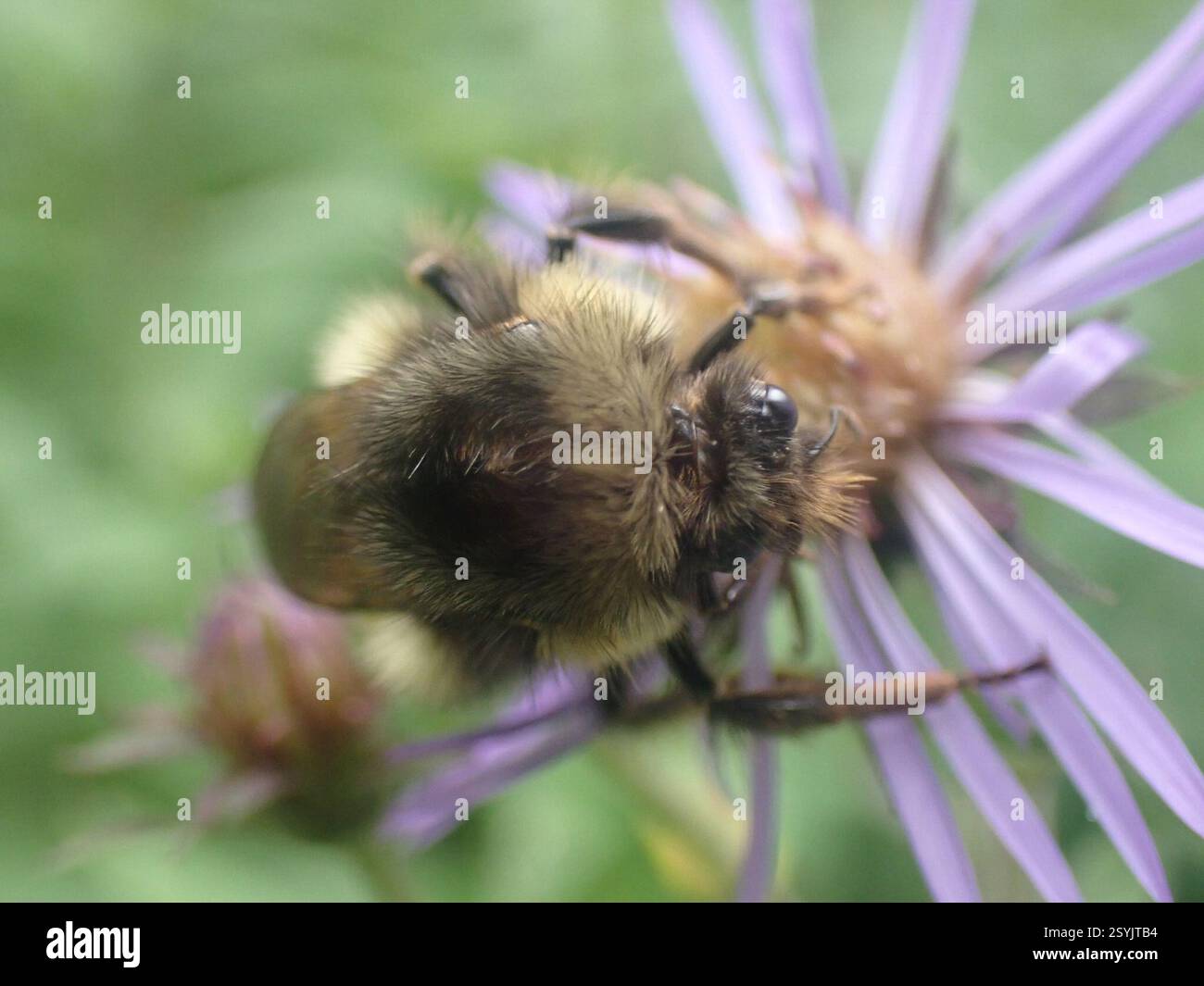 Sitka Bumble Bee (Bombus sitkensis), Insecta, Fraser-Fort George, BC ...
