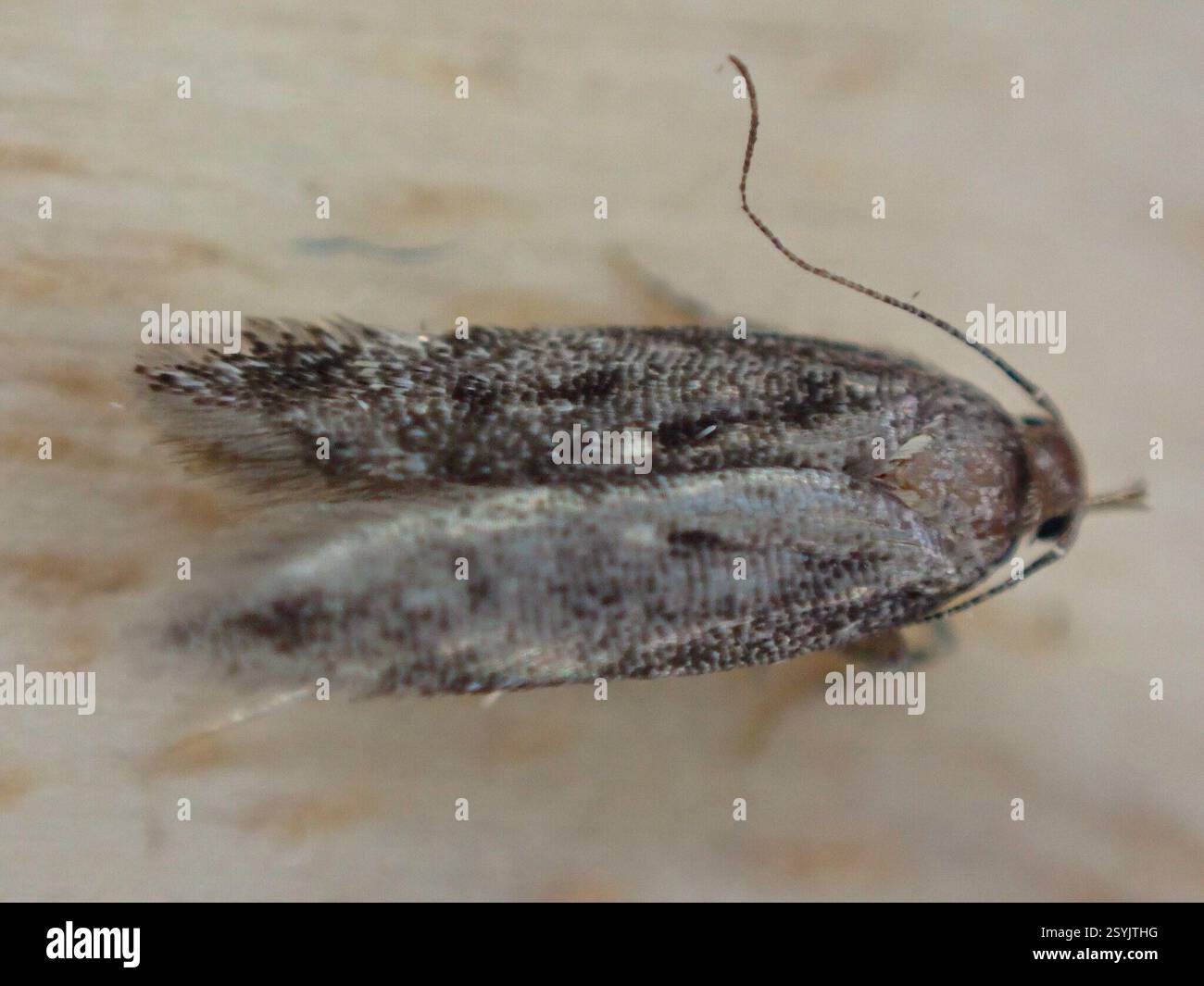 Dark Groundling (Bryotropha affinis), Insecta, 8 Millcroft Road ...