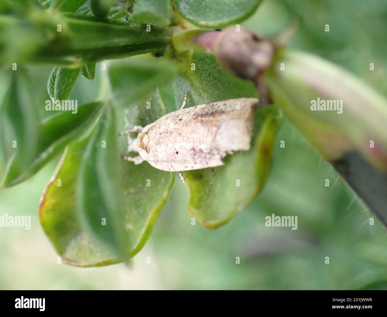 Gorse Tip Moth (Agonopterix nervosa), Insecta, Prestonpans, UK Stock ...