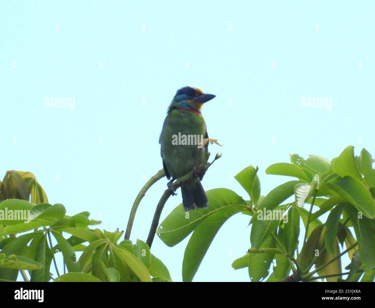 Taiwan Barbet (Psilopogon nuchalis), Aves, Pingtung County, Taiwan ...