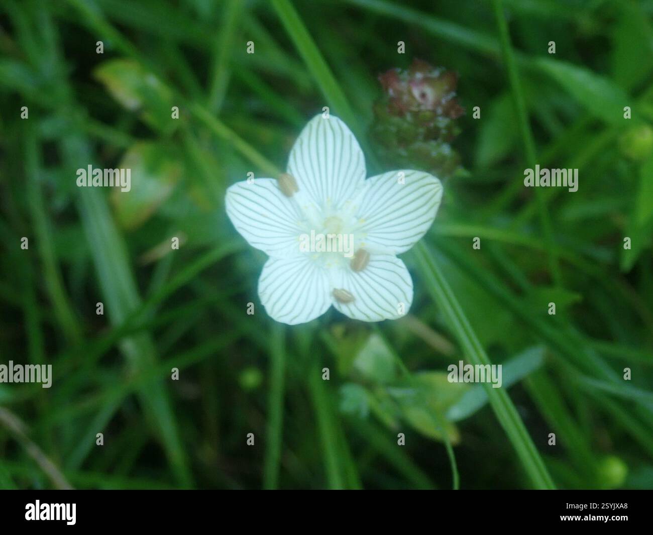 fen grass of Parnassus (Parnassia glauca), Plantae, Williamstown, MA ...