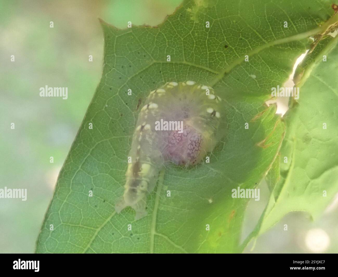 Eclipsed and Epauleted Oak Daggers and Allies (Acronicta increta ...