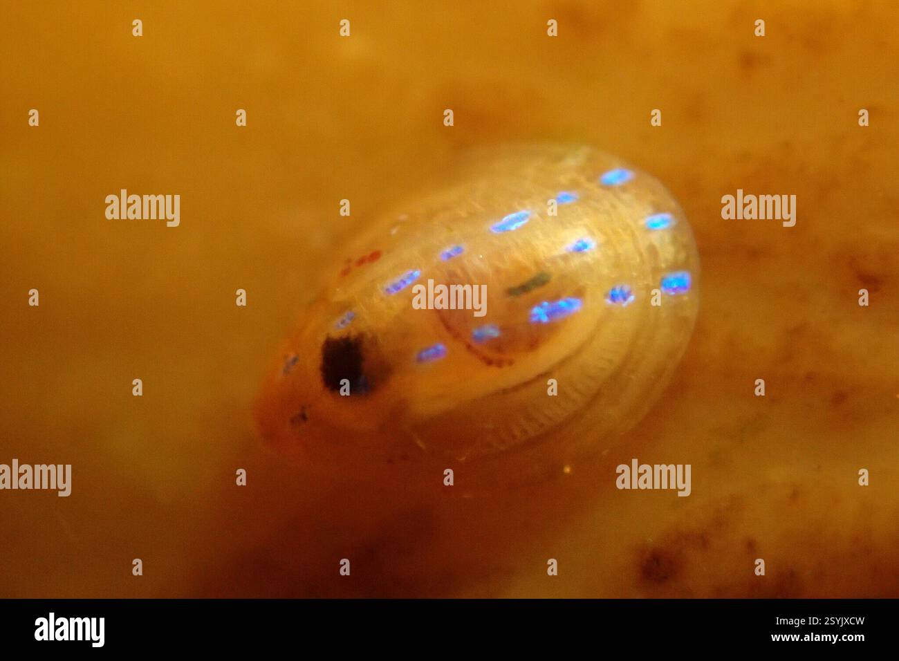 Blue-rayed Limpet (Patella pellucida), Mollusca, Dunbar, UK Stock Photo ...
