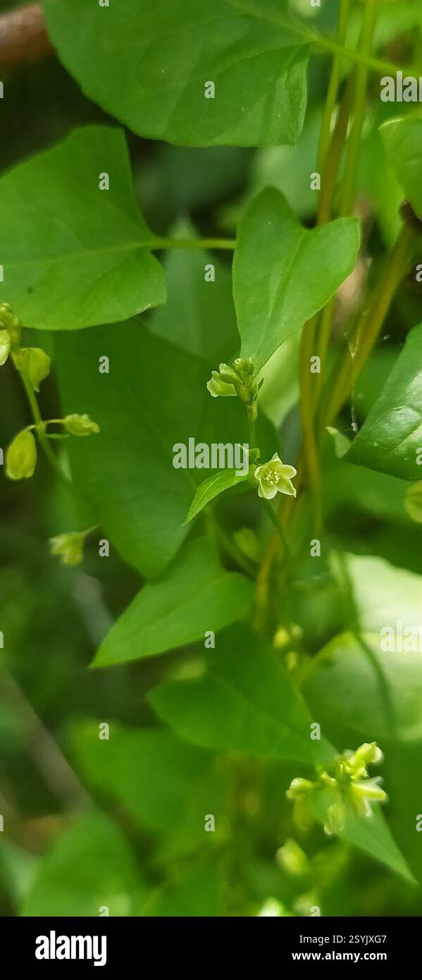 Copse-bindweed (Fallopia dumetorum), Plantae, Калининградская обл ...
