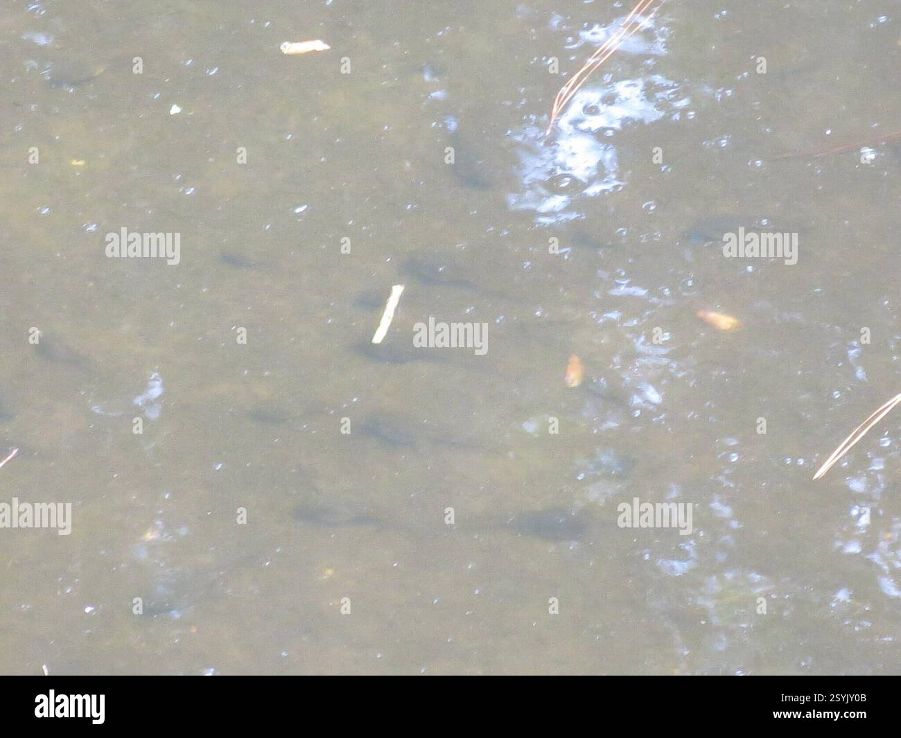 American Water Frogs (Lithobates), Amphibia, St. Ives Drive, GA, USA ...