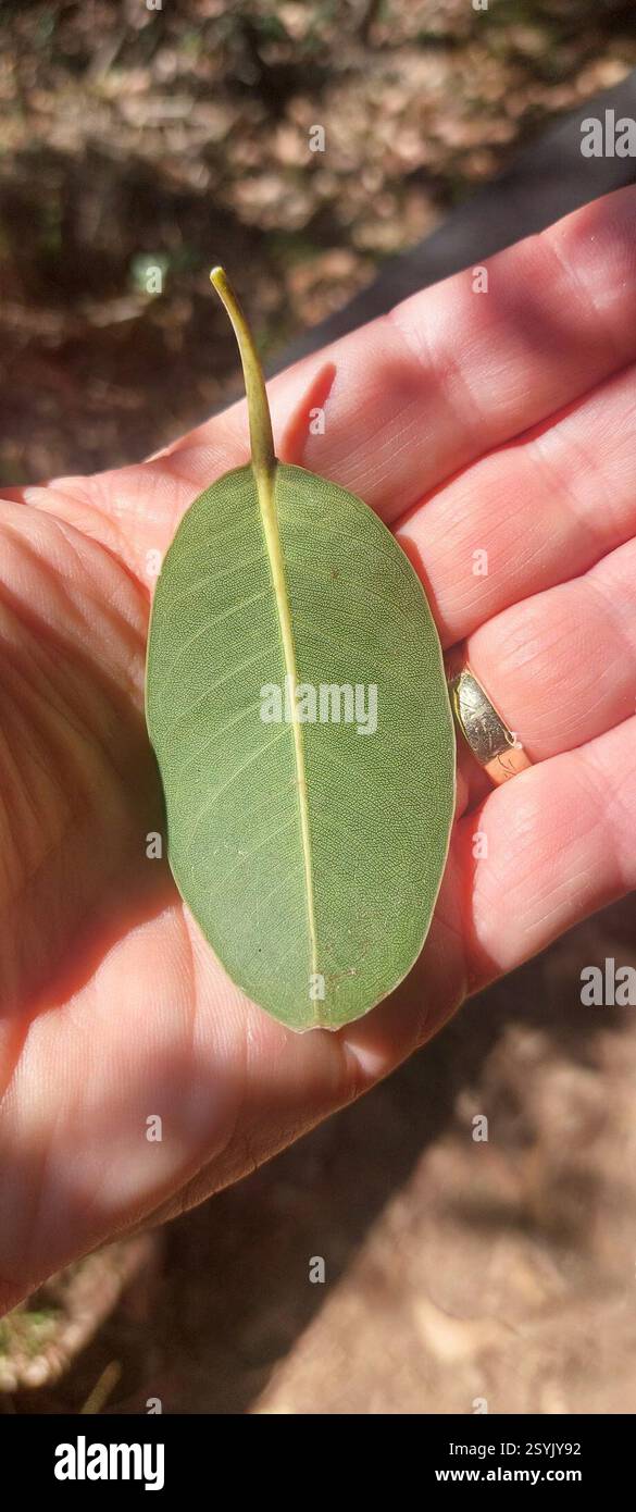 Small-leaved fig (Ficus obliqua), Plantae, Australia, North Queensland ...