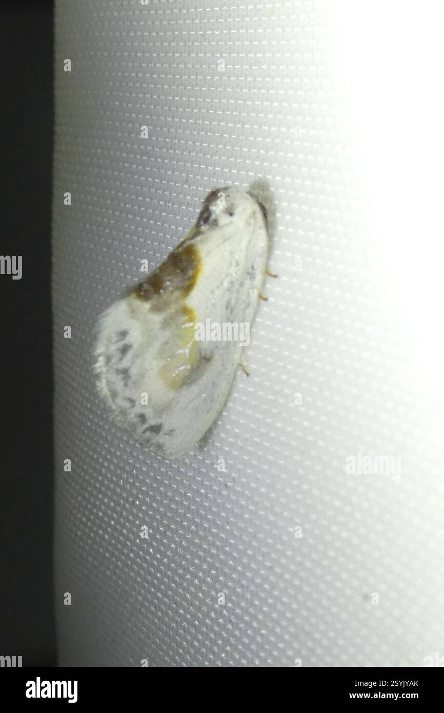 Chinese Character (Cilix glaucata), Insecta, South Heale Cottage ...