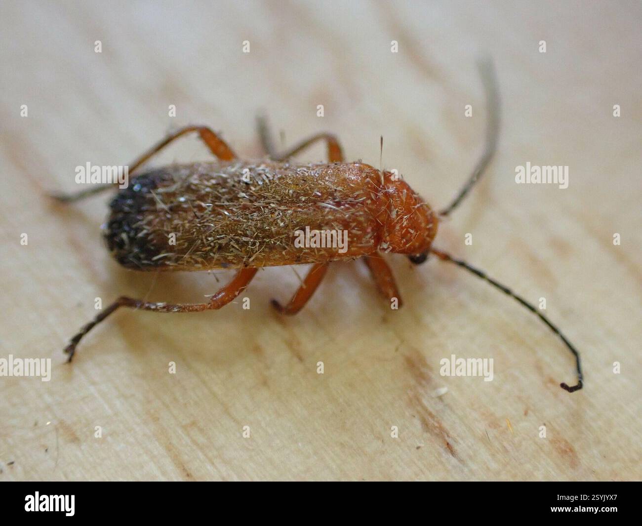 Common Red Soldier Beetle (Rhagonycha fulva), Insecta, 8 Millcroft Road ...
