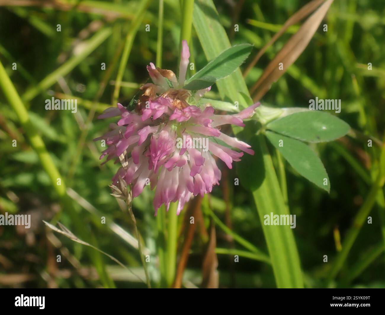 Red Clover (Trifolium pratense), Plantae, Williamstown, MA 01267, USA ...